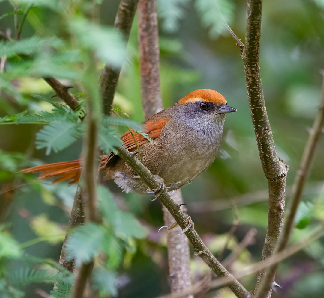 Foto pichororé (Synallaxis ruficapilla) Por Fabyano Costa | Wiki Aves ...