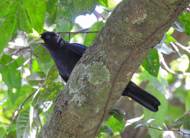 Foto guaxe (Cacicus haemorrhous) Por Lawrence Rabelo De Almeida | Wiki ...