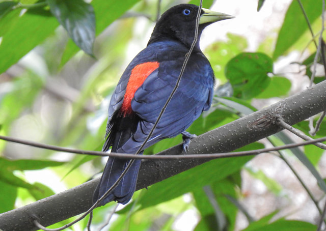Foto guaxe (Cacicus haemorrhous) Por Lawrence Rabelo De Almeida | Wiki ...