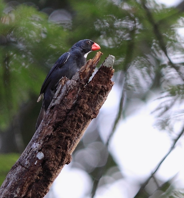 Foto bico-encarnado (Saltator grossus) Por Anselmo d`Affonseca | Wiki ...