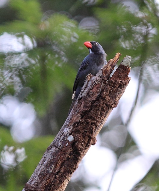 Foto bico-encarnado (Saltator grossus) Por Anselmo d`Affonseca | Wiki ...