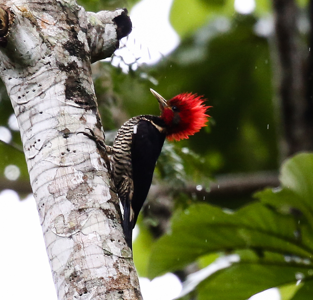Foto pica-pau-de-cara-canela (Celeus galeatus) Por Olavo Neto | Wiki Aves - A Enciclopédia das ...