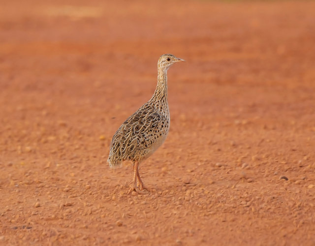 Foto codorna-amarela (Nothura maculosa) Por Fernando Zurdo | Wiki Aves ...