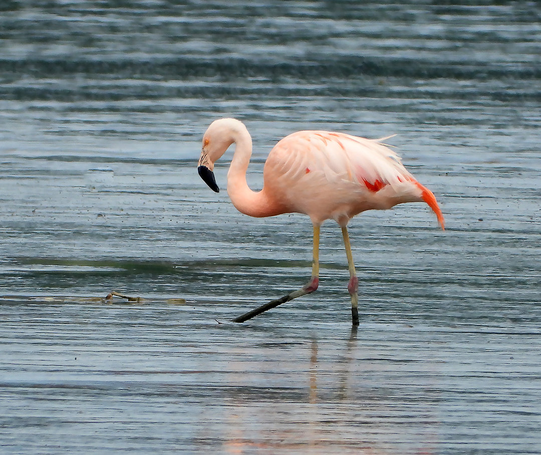 Foto flamingo-chileno (Phoenicopterus chilensis) Por Carlos Vieira ...