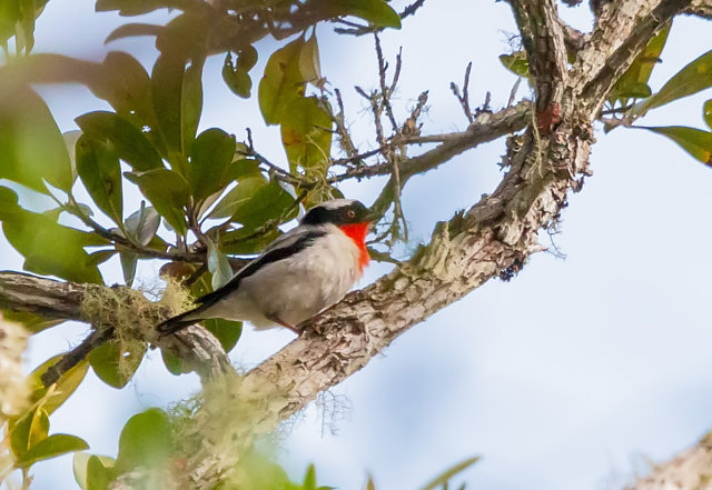 Foto saíra-apunhalada (Nemosia rourei) Por Catrieli Crivelari | Wiki ...