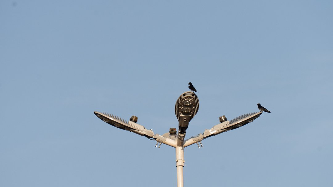 Foto andorinha-cubana (Progne cryptoleuca) Por Wellington Moraes | Wiki ...