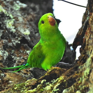 periquito-rico (Brotogeris tirica) | WikiAves - A Enciclopédia das Aves ...