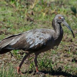 curicaca-real (Theristicus caerulescens) | WikiAves - A Enciclopédia ...