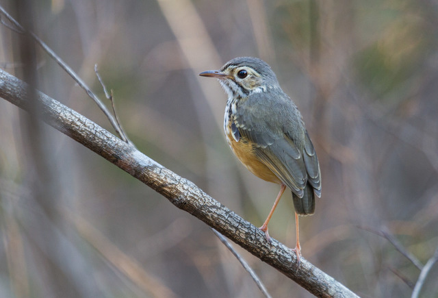 Foto pompeu (Hylopezus ochroleucus) Por Jefferson Bob | Wiki Aves - A ...