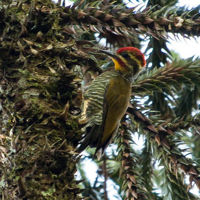 Foto pica-pau-dourado (Piculus aurulentus) Por Luiza Siede Kuck | Wiki ...