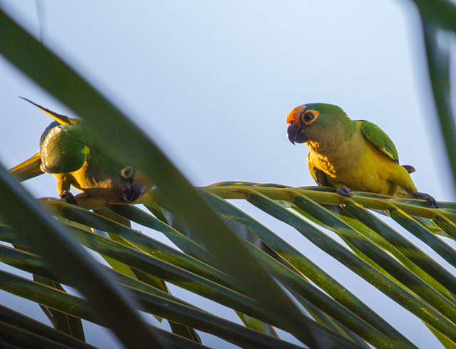 Foto periquito-rei (Eupsittula aurea) Por Matheus Ferreira | Wiki Aves ...
