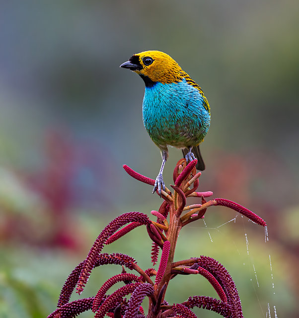 Foto saíra-douradinha (Tangara cyanoventris) Por Samuel Felipe | Wiki ...