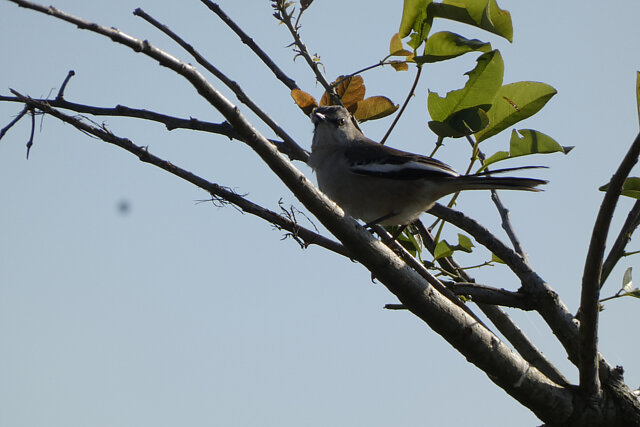 Foto calhandra-de-três-rabos (Mimus triurus) Por Patrícia Thomas | Wiki ...