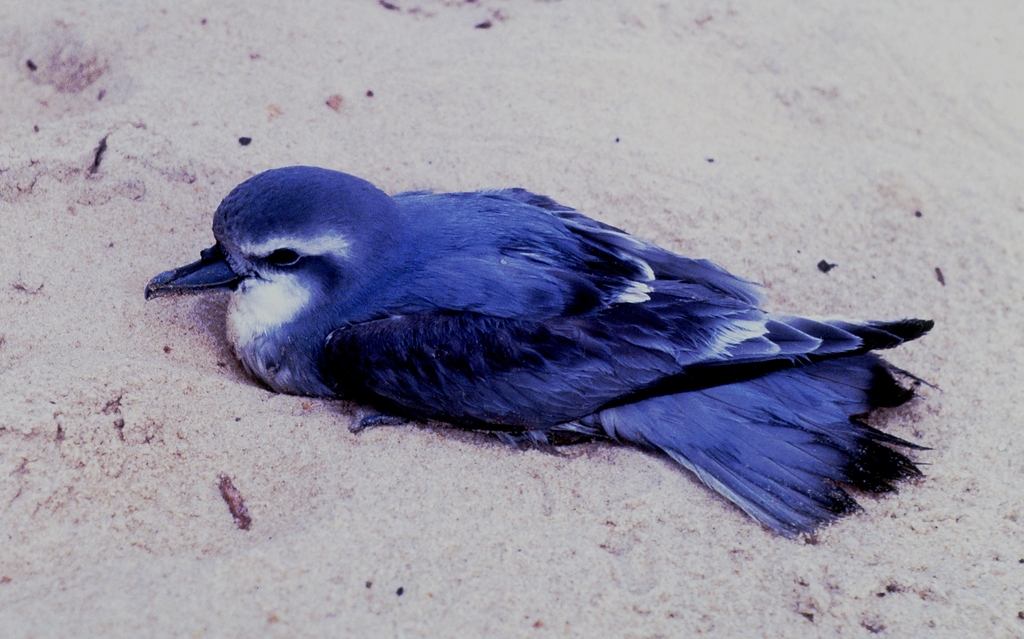 Foto faigão-de-bico-fino (Pachyptila belcheri) Por Pedro C. Lima | Wiki ...