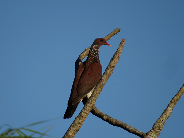 Foto pomba-trocal (Patagioenas speciosa) Por Helbert Barbosa | Wiki ...