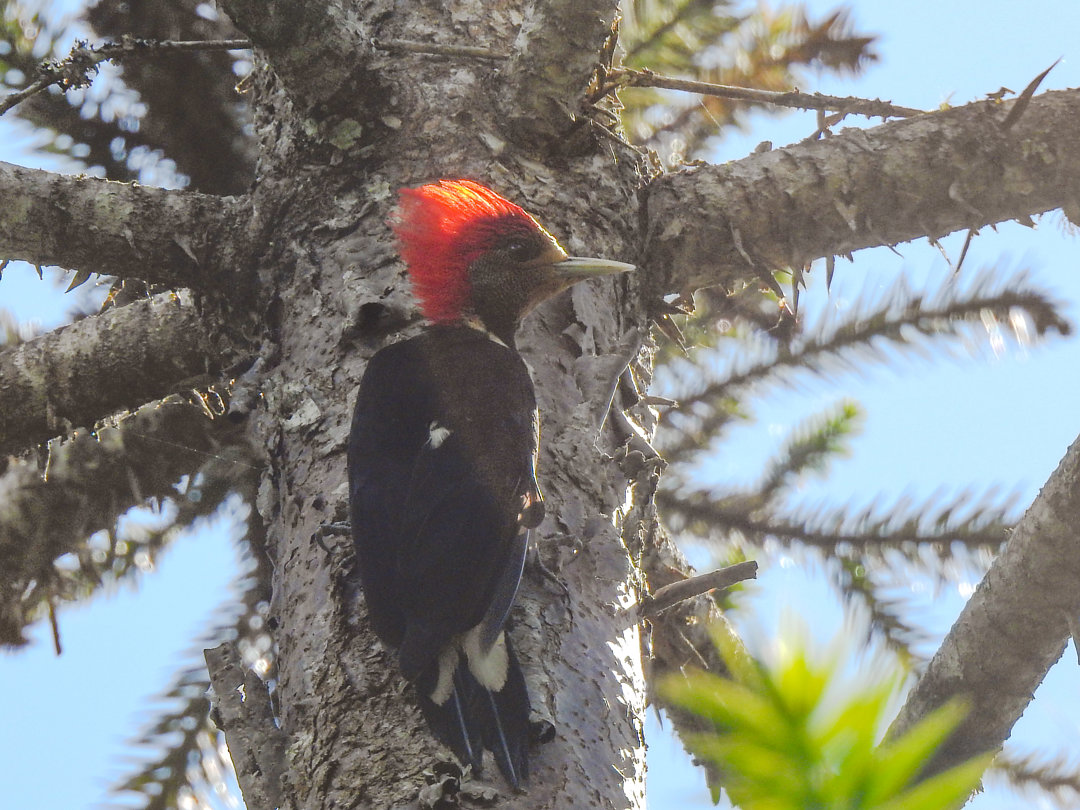 Foto pica-pau-de-cara-canela (Celeus galeatus) Por Joseane Derengoski | Wiki Aves - A ...