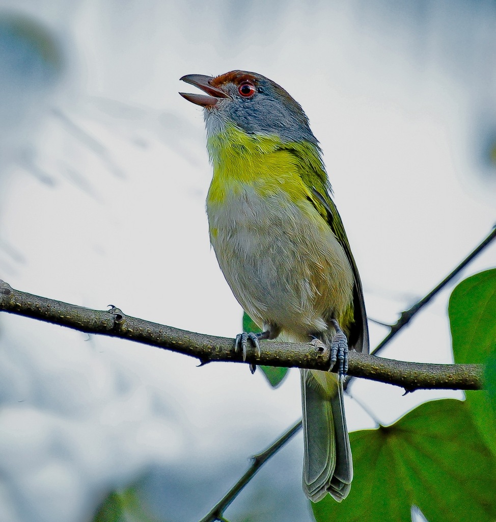 Foto pitiguari (Cyclarhis gujanensis) Por Oscar Abener Fenalti | Wiki ...