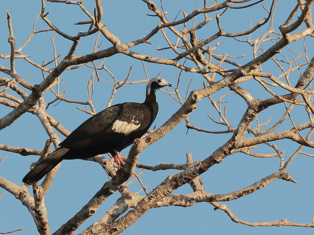 Foto jacutinga-de-garganta-azul (Aburria cumanensis) Por Alessandra Fr ...