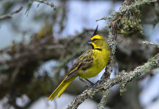 Foto cardeal-amarelo (Gubernatrix cristata) Por Francisco Paludo | Wiki ...