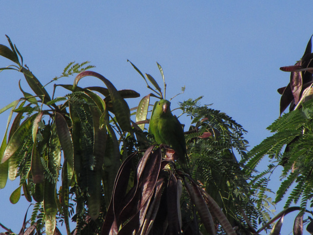 Foto periquito-rico (Brotogeris tirica) Por Joana Zorzal | Wiki Aves ...