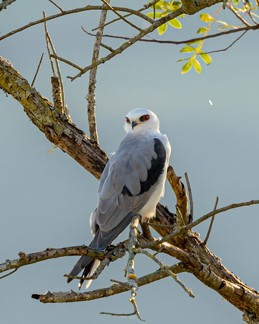 Foto gavião-peneira (Elanus leucurus) Por Leandro Paiva | Wiki Aves - A ...