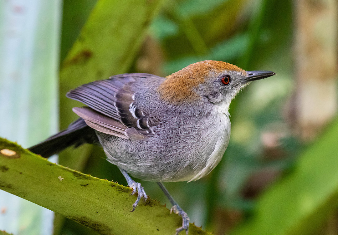 Foto gravatazeiro (Rhopornis ardesiacus) Por Jose Raeder | Wiki Aves ...