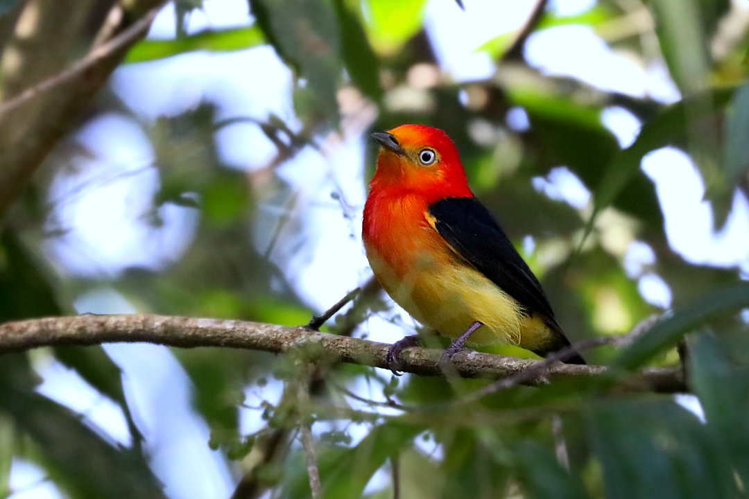 Foto uirapuru-laranja (Pipra fasciicauda) Por Lorenzo Palma | Wiki Aves ...