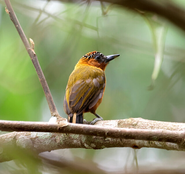 Foto picapauzinho-vermelho (Picumnus rufiventris) Por Eliane Zaltman ...