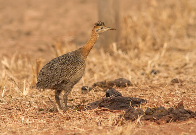 Foto perdiz (Rhynchotus rufescens) Por Antonino G. Medina (Toni) | Wiki ...