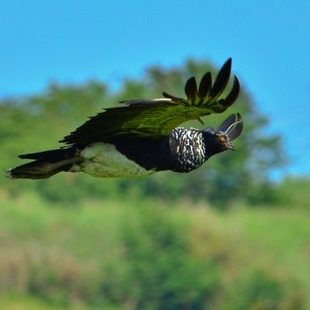 anhuma (Anhima cornuta) | WikiAves - A Enciclopédia das Aves do Brasil