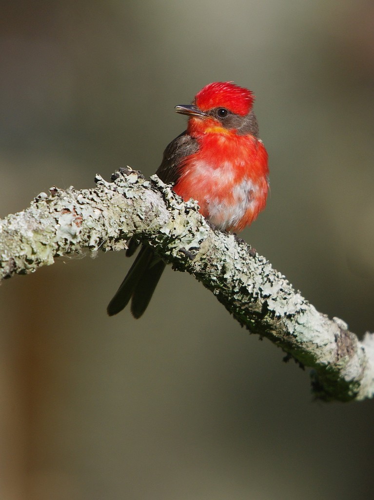 Foto príncipe (Pyrocephalus rubinus) Por Francisco Kallen | Wiki Aves ...