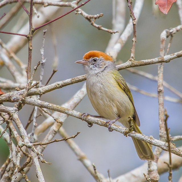 Foto vite-vite-de-olho-cinza (Hylophilus amaurocephalus) Por Bertrando ...