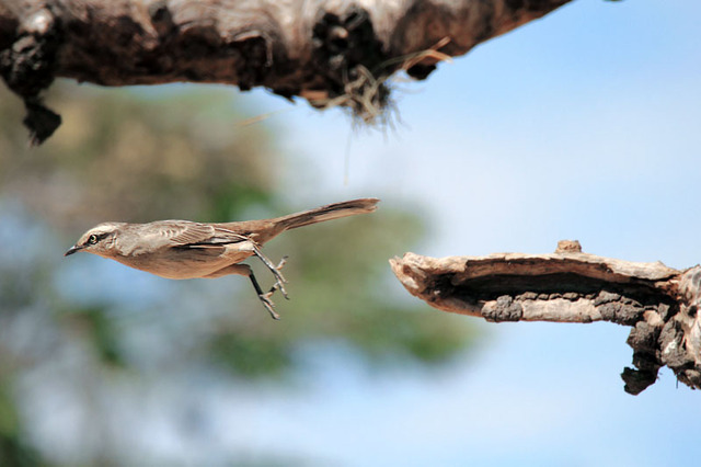 Foto sabiá-do-campo (Mimus saturninus) Por Roberto Gallacci | Wiki Aves ...