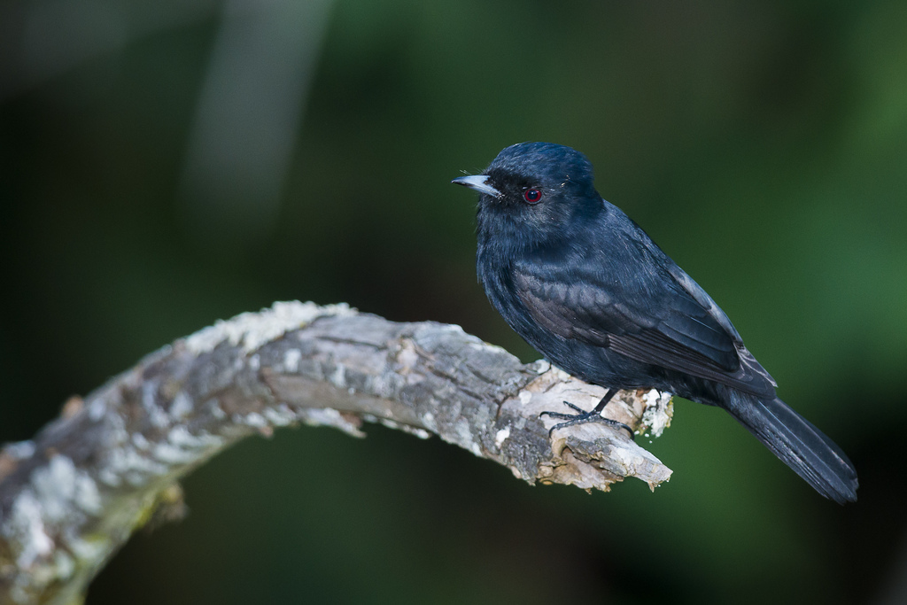 Foto maria-preta-de-bico-azulado (Knipolegus cyanirostris) Por Cláudia ...