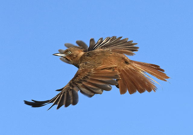 coperete (Pseudoseisura lophotes) | WikiAves - A Enciclopédia das Aves ...