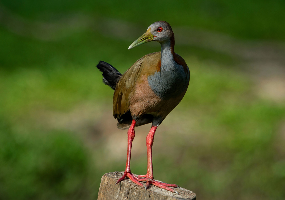Foto saracuruçu (Aramides ypecaha) Por Márcia Bessa | Wiki Aves - A ...