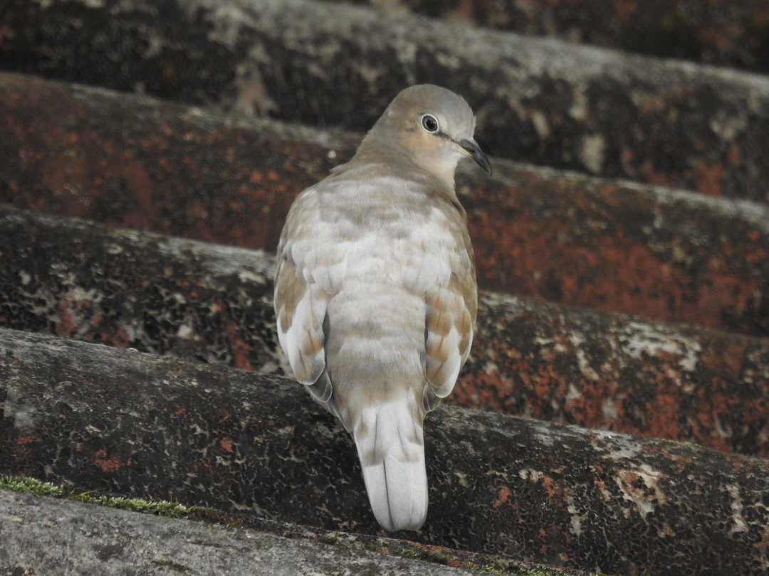 Foto rolinha-picuí (Columbina picui) Por Claudio Cesar | Wiki Aves - A ...