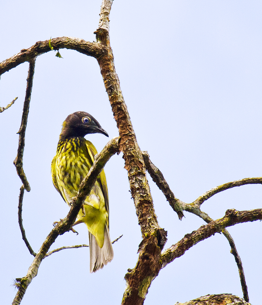 Foto araponga (Procnias nudicollis) Por Rogério Sorvillo | Wiki Aves ...