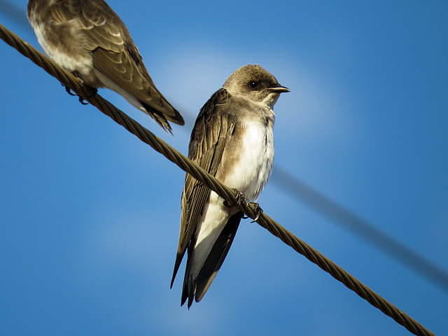 Foto andorinha-do-campo (Progne tapera) Por Jean Bortolucci | Wiki Aves ...