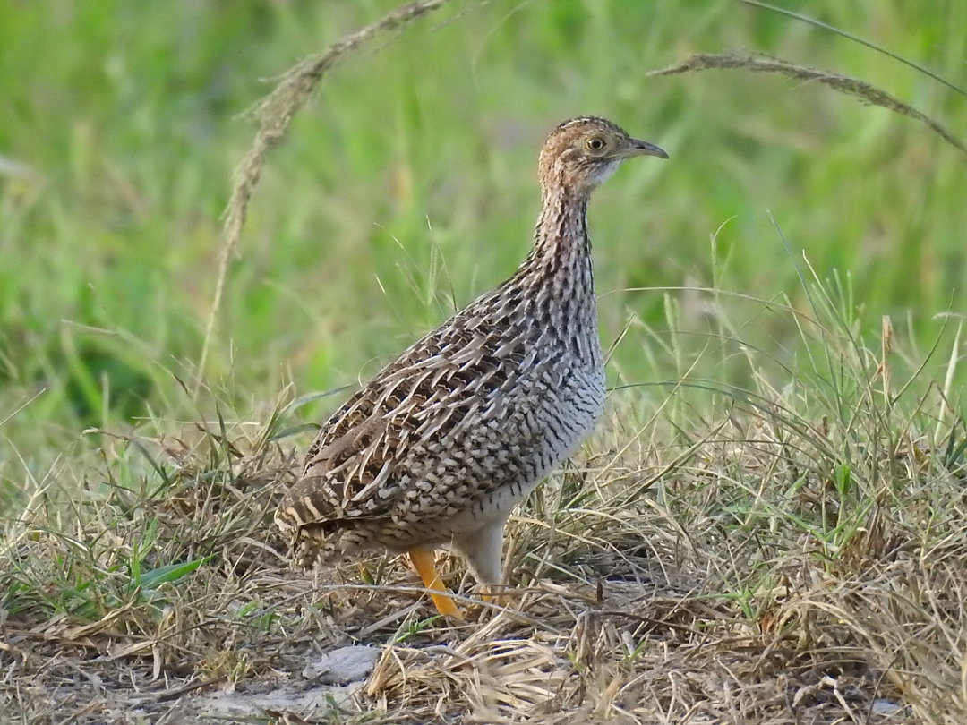Foto codorna-do-nordeste (Nothura boraquira) Por Dêner V. Souza | Wiki ...