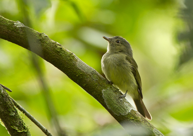 Foto fruxu-baiano (Neopelma aurifrons) Por Ciro Albano | Wiki Aves - A ...