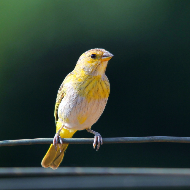 canário-da-terra (Sicalis flaveola) | WikiAves - A Enciclopédia das ...