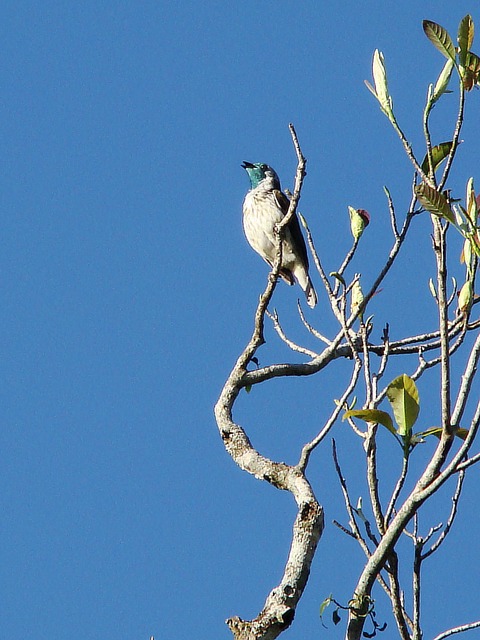 Foto araponga (Procnias nudicollis) Por Ismael Franz | Wiki Aves - A ...