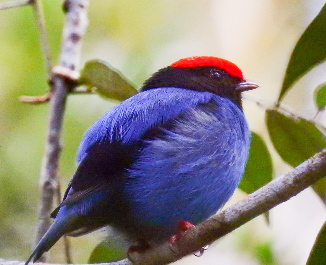 Foto tangará (Chiroxiphia caudata) Por Jose Raeder | Wiki Aves - A ...