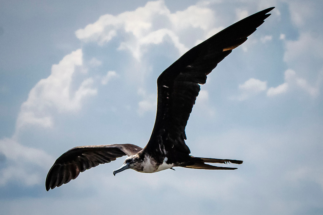 Foto fragata (Fregata magnificens) Por Celmo Coutinho | Wiki Aves - A ...