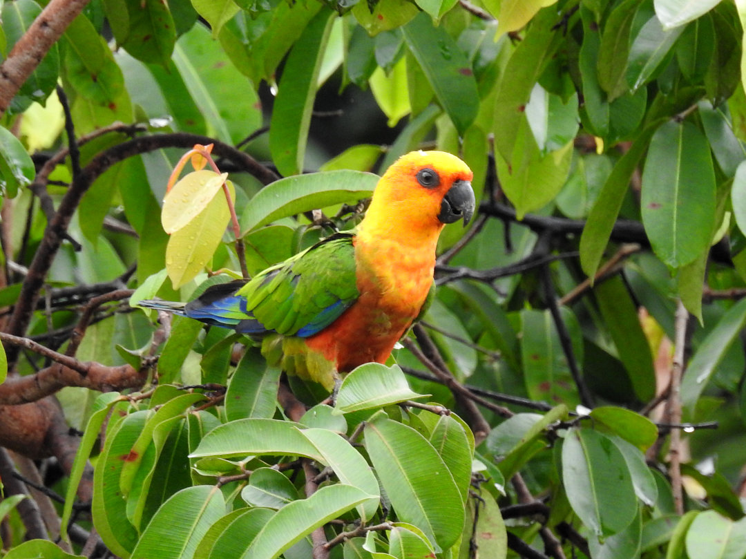 Foto jandaia-verdadeira (Aratinga jandaya) Por Arthur Stubing | Wiki ...