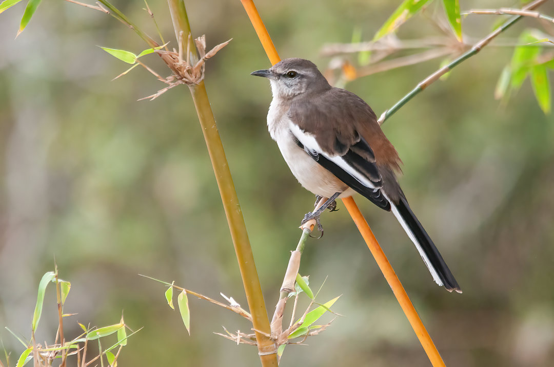 Foto calhandra-de-três-rabos (Mimus triurus) Por Raphael Kurz - Aves do ...