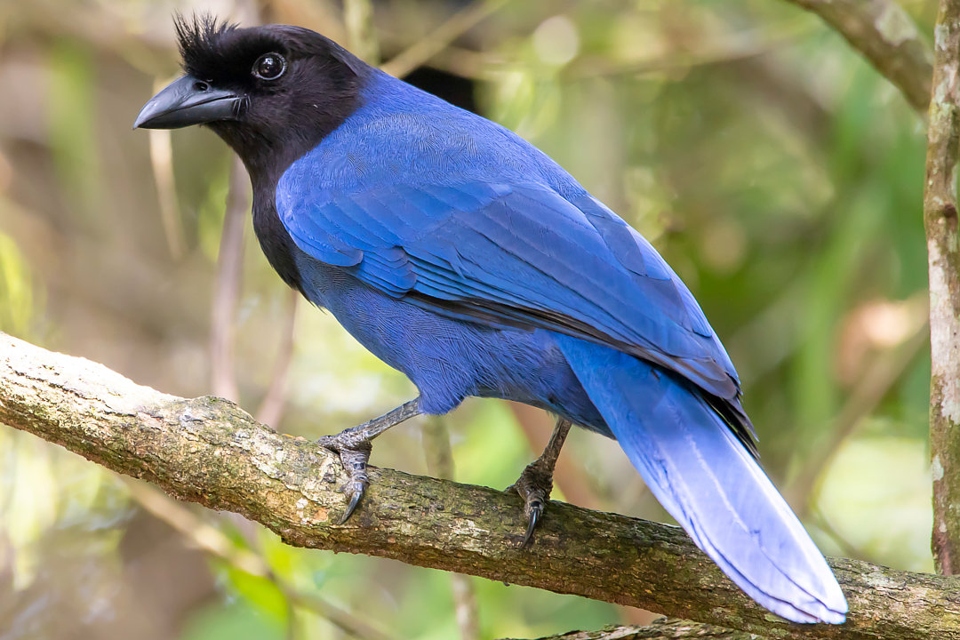 Foto gralha-azul (Cyanocorax caeruleus) Por Luis Nadal | Wiki Aves - A ...
