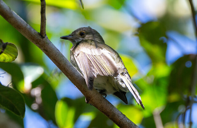 Foto fruxu-do-cerradão (Neopelma pallescens) Por Michelângelo Stamato ...