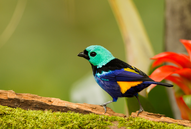 Foto saíra-pintor (Tangara fastuosa) Por Ester Ramirez | Wiki Aves - A ...